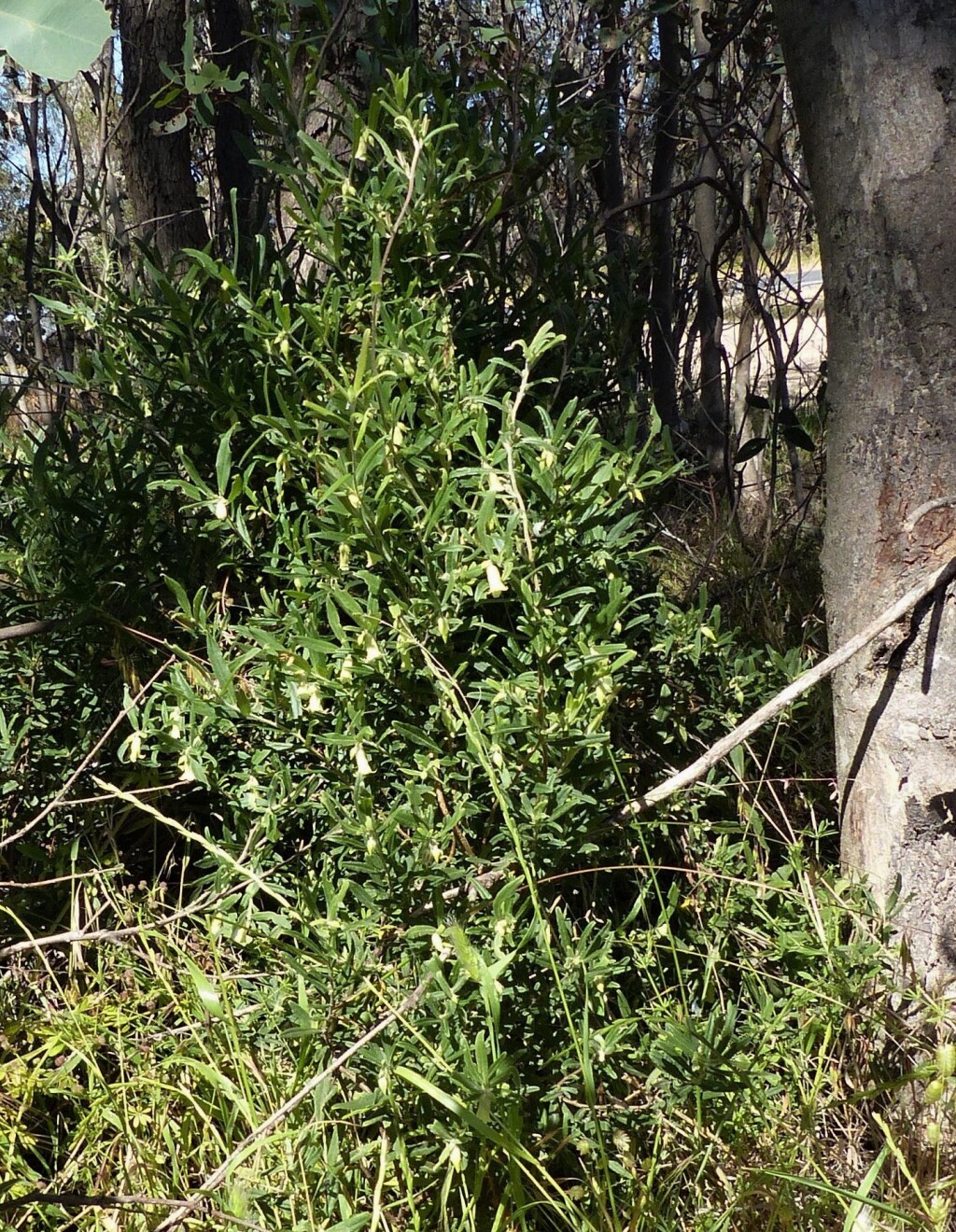VicFlora: Billardiera scandens