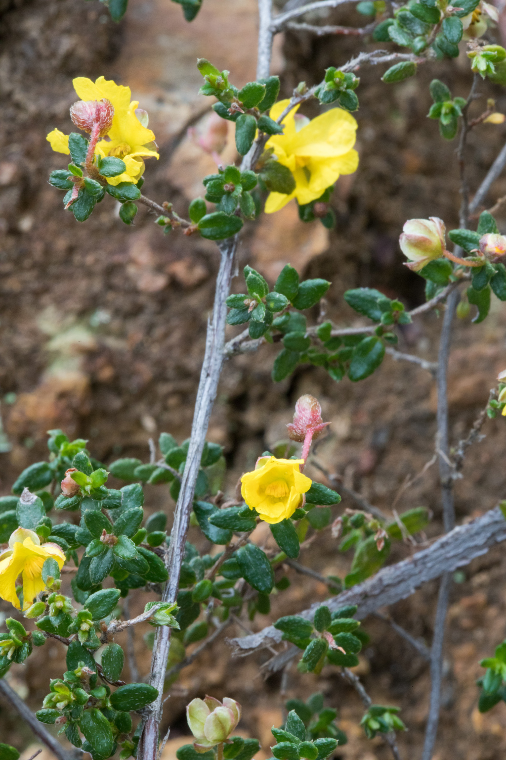 VicFlora: Hibbertia appressa