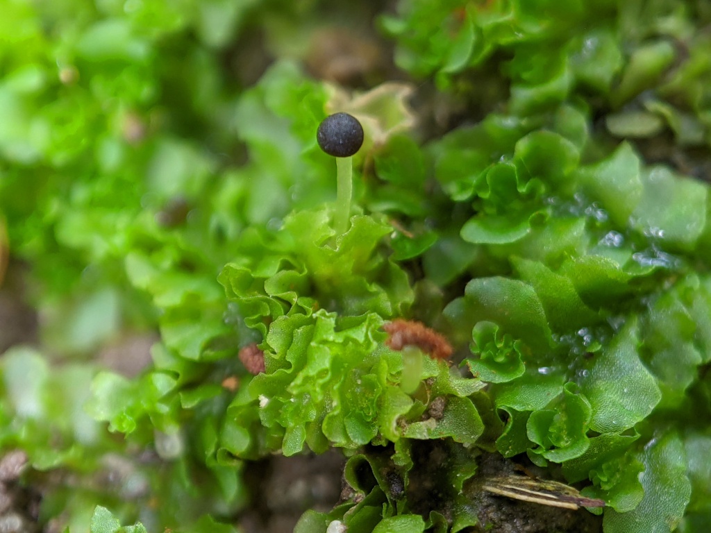 VicFlora: Fossombronia