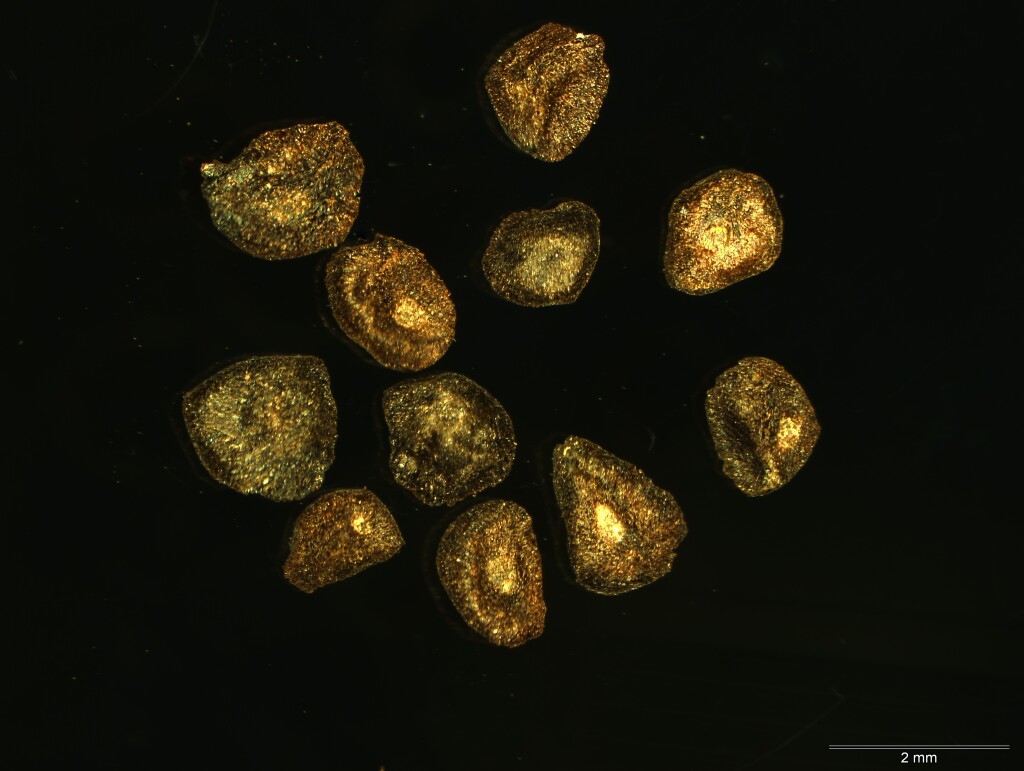 VicFlora: Eucalyptus pyrenea