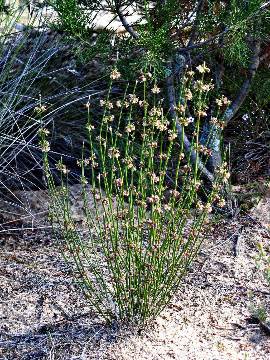 VicFlora: Opercularia turpis