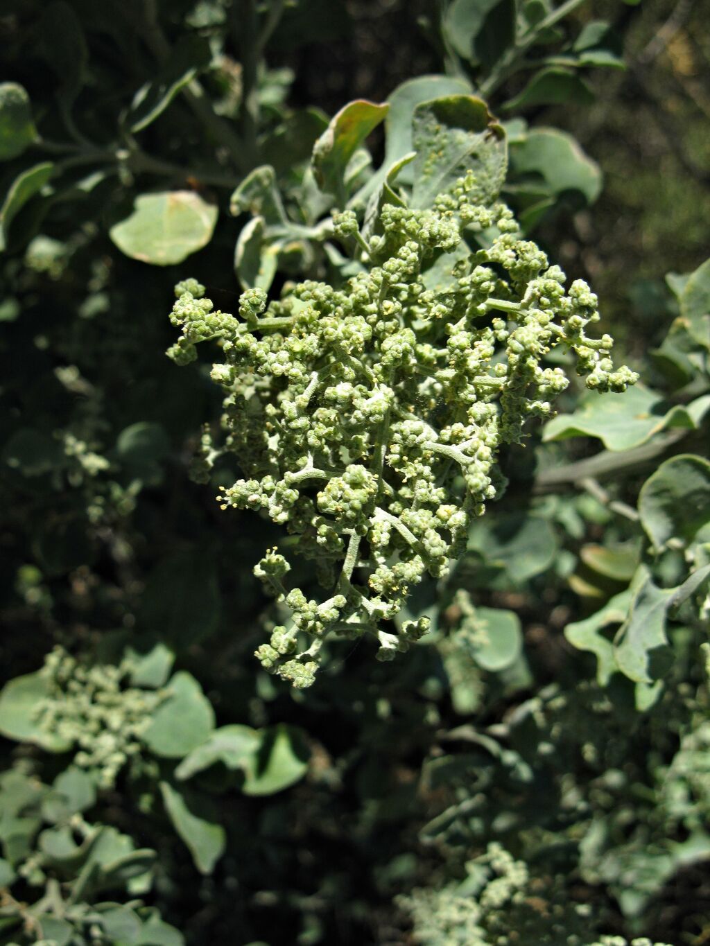 VicFlora: Rhagodia parabolica