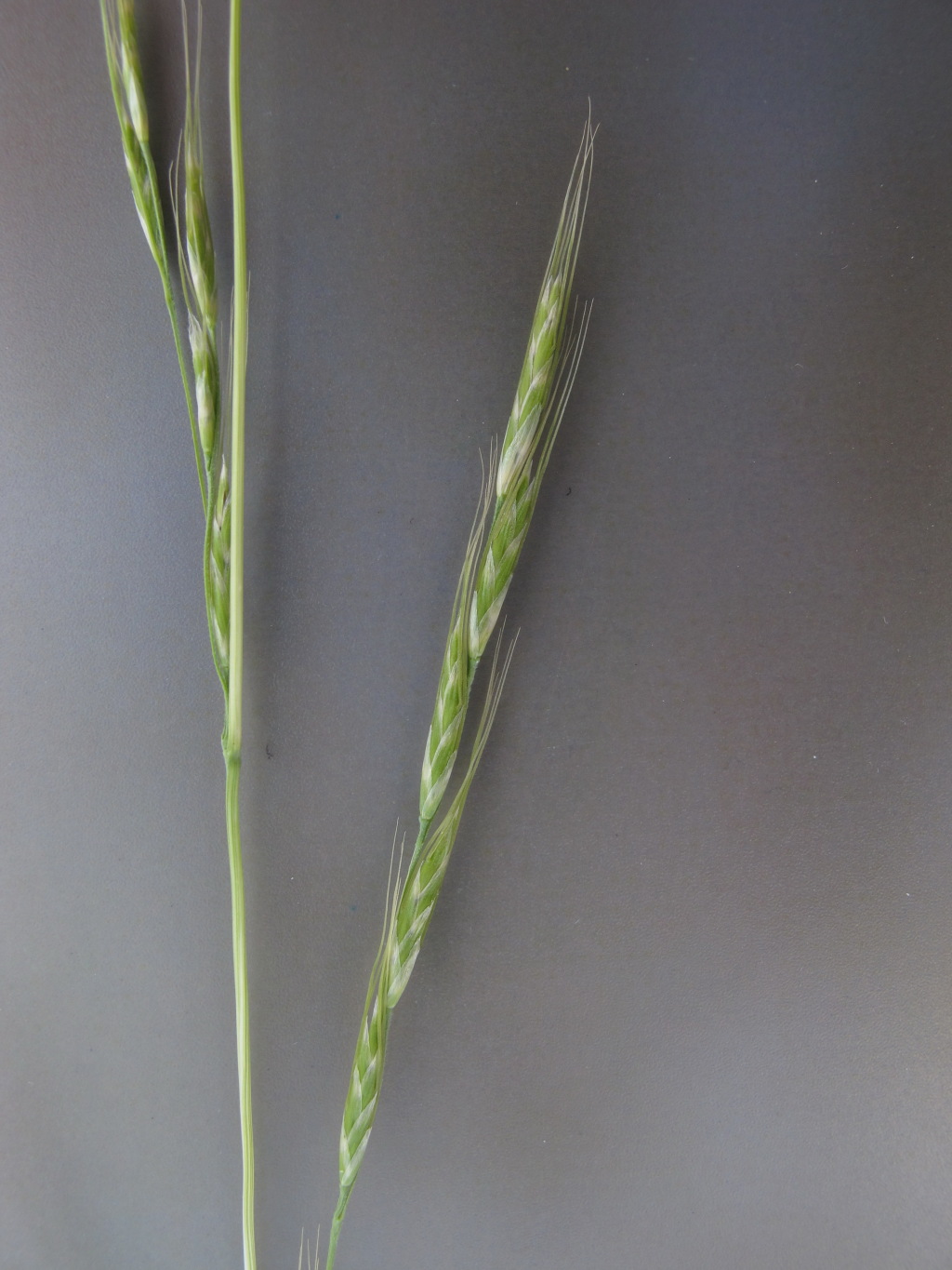 VicFlora: Amphibromus nervosus