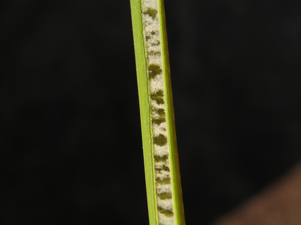 VicFlora: Juncus subsecundus