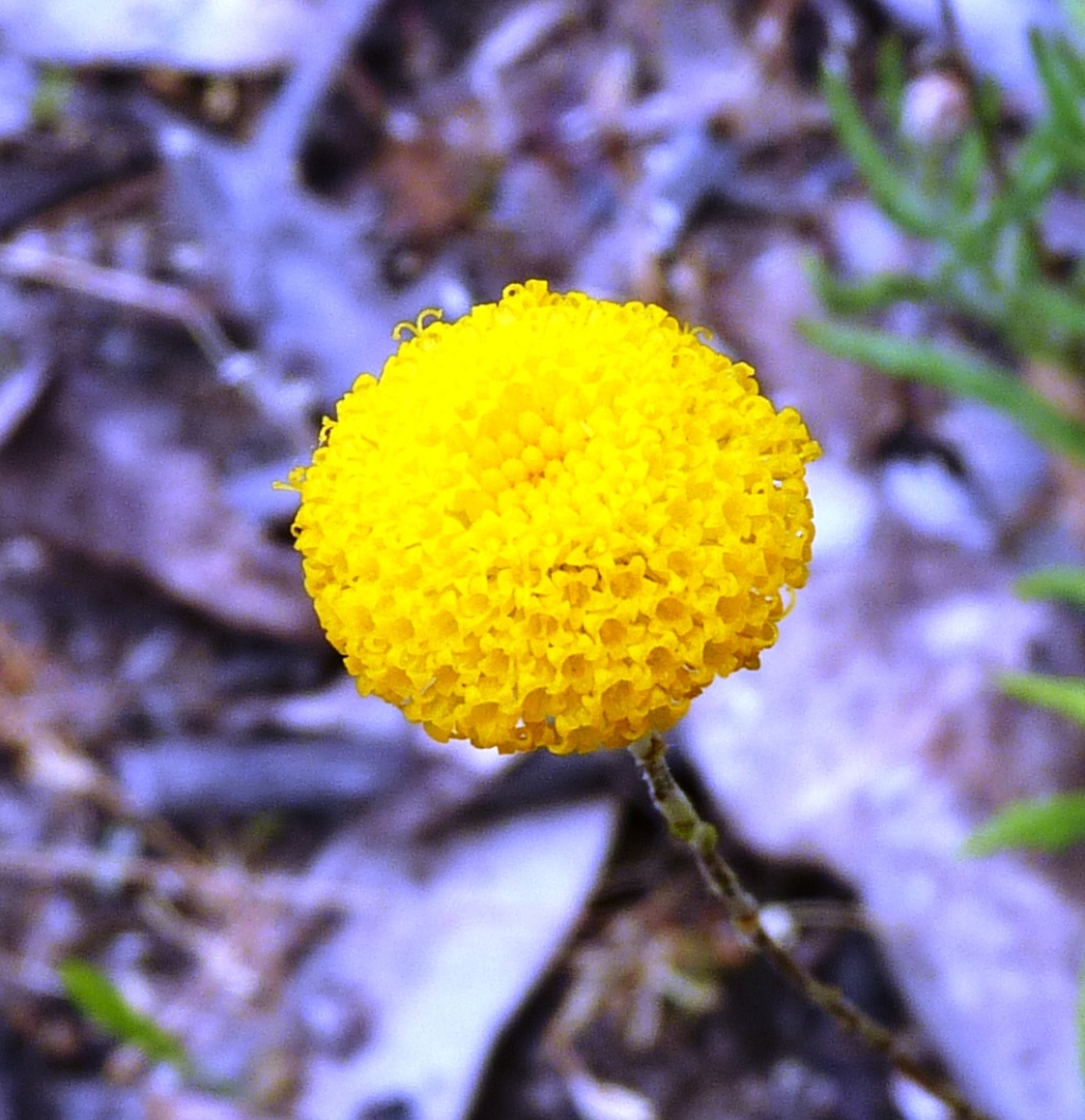 VicFlora: Leptorhynchos