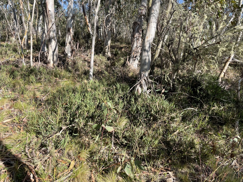 VicFlora: Bossiaea vombata