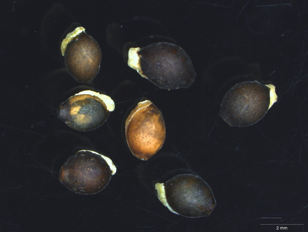 VicFlora: Pigea floribunda