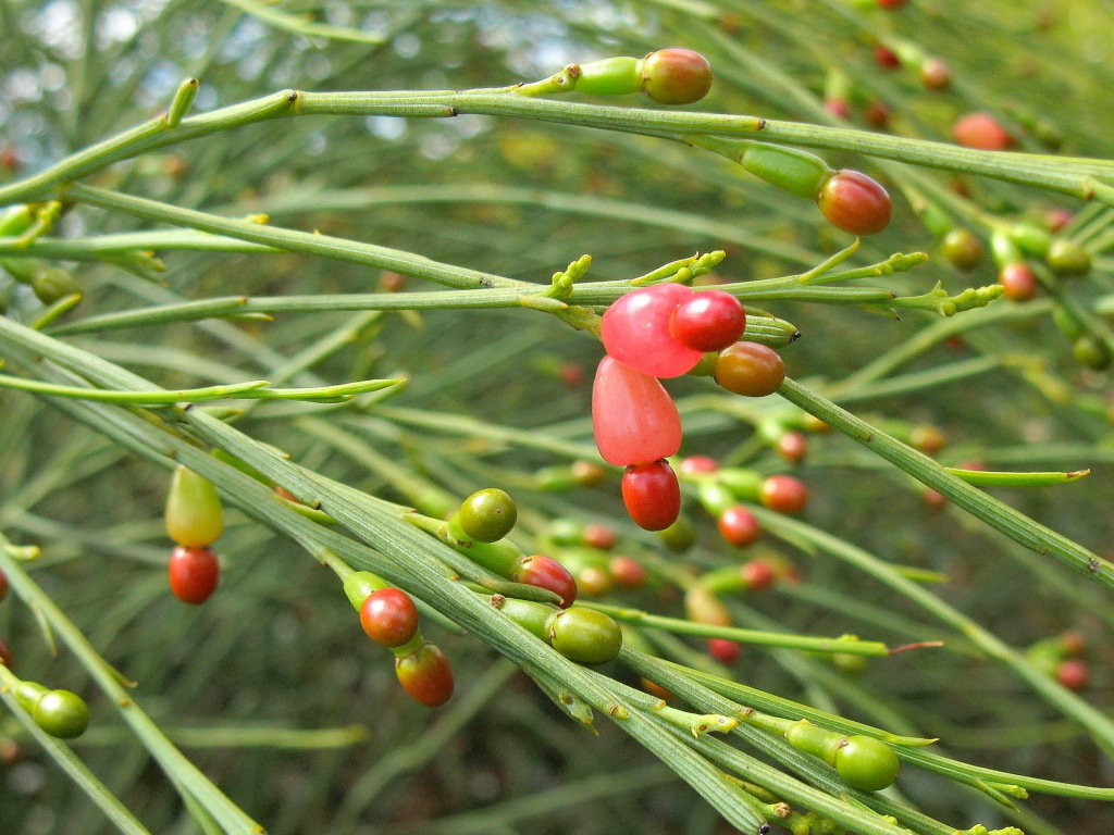 VicFlora: Exocarpos