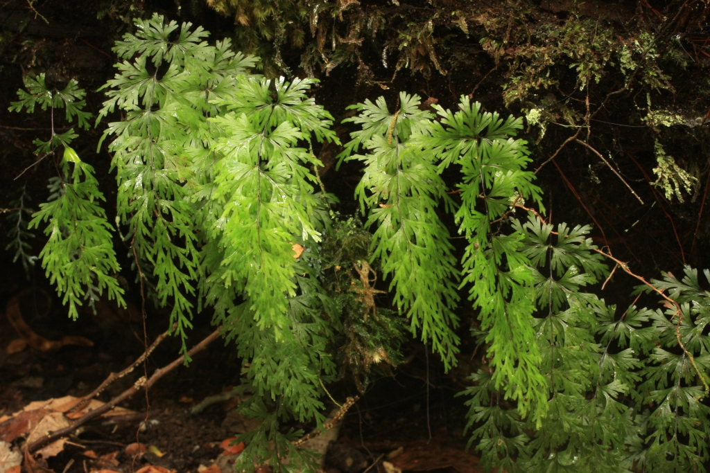 VicFlora: Hymenophyllum flabellatum