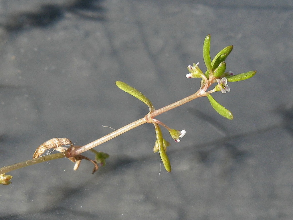 VicFlora: Crassula natans