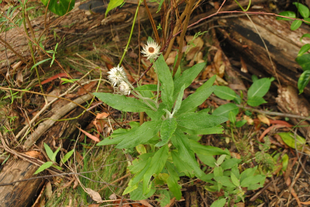 VicFlora: Coronidium elatum