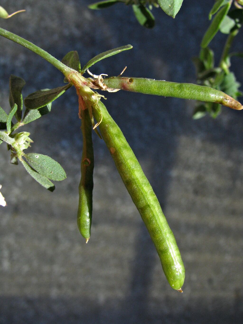 VicFlora: Lotus australis