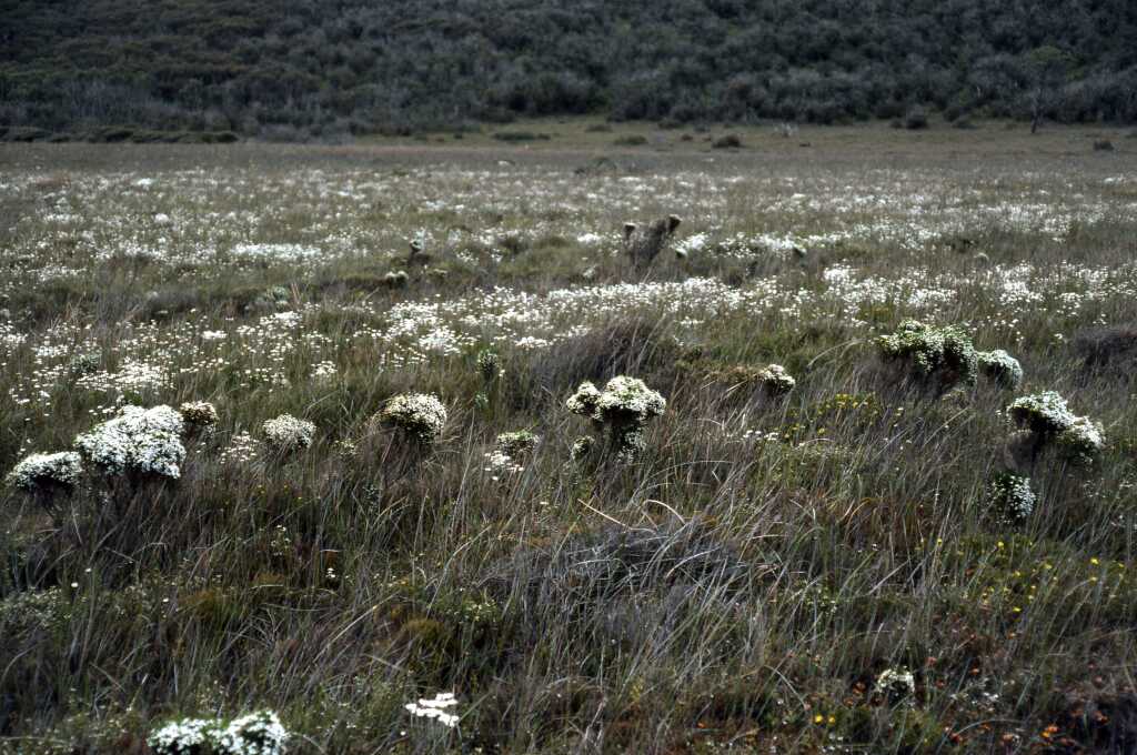VicFlora: Olearia teretifolia