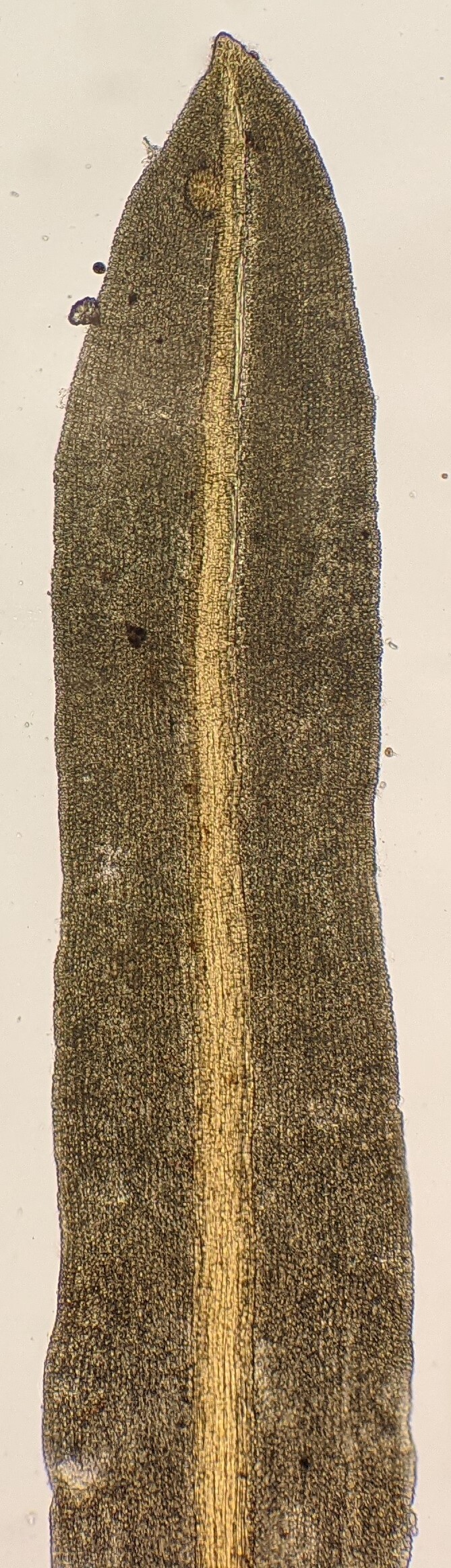 VicFlora: Tortella