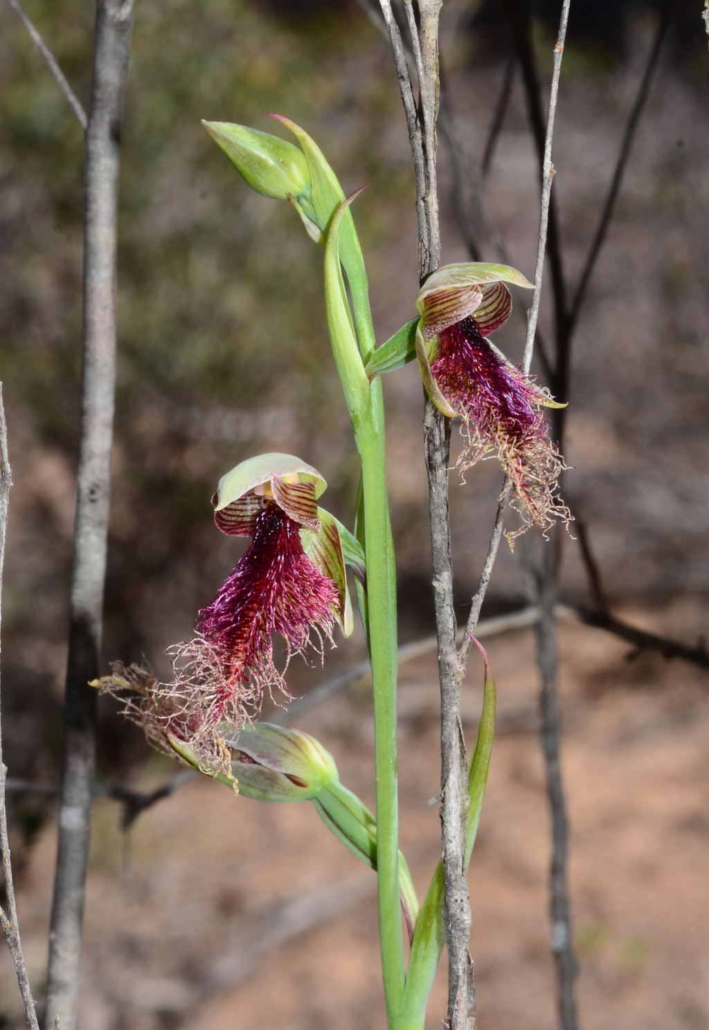 VicFlora: Calochilus robertsonii