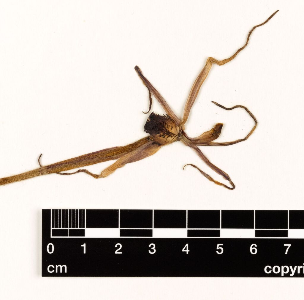 VicFlora: Orchidaceae