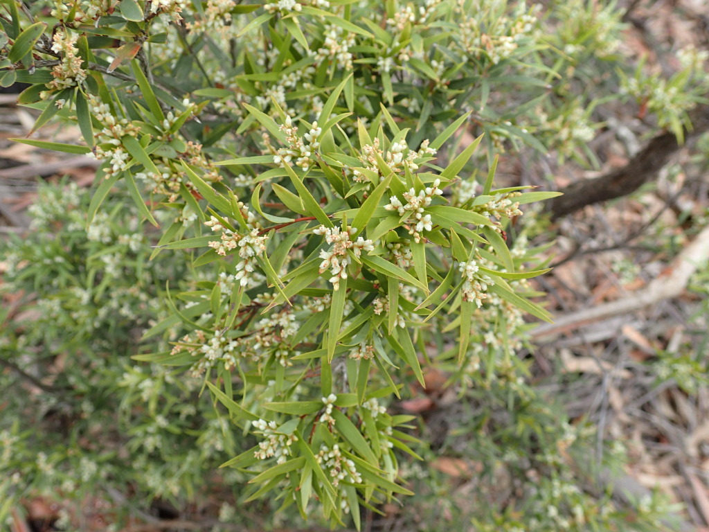 VicFlora: Leucopogon affinis