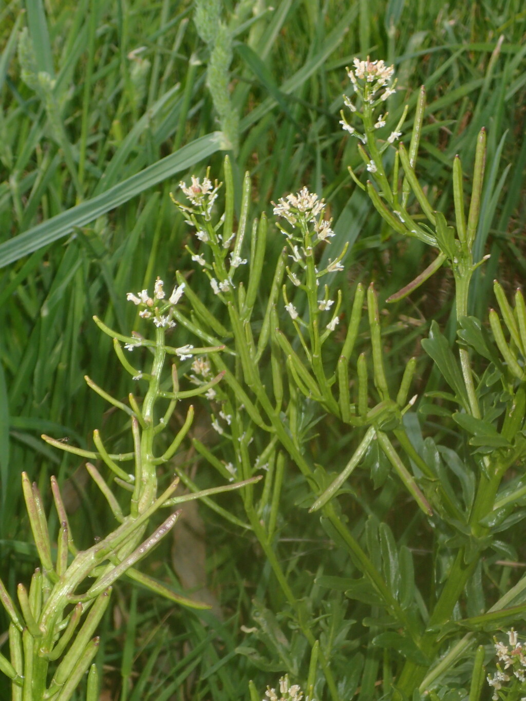 VicFlora: Barbarea intermedia