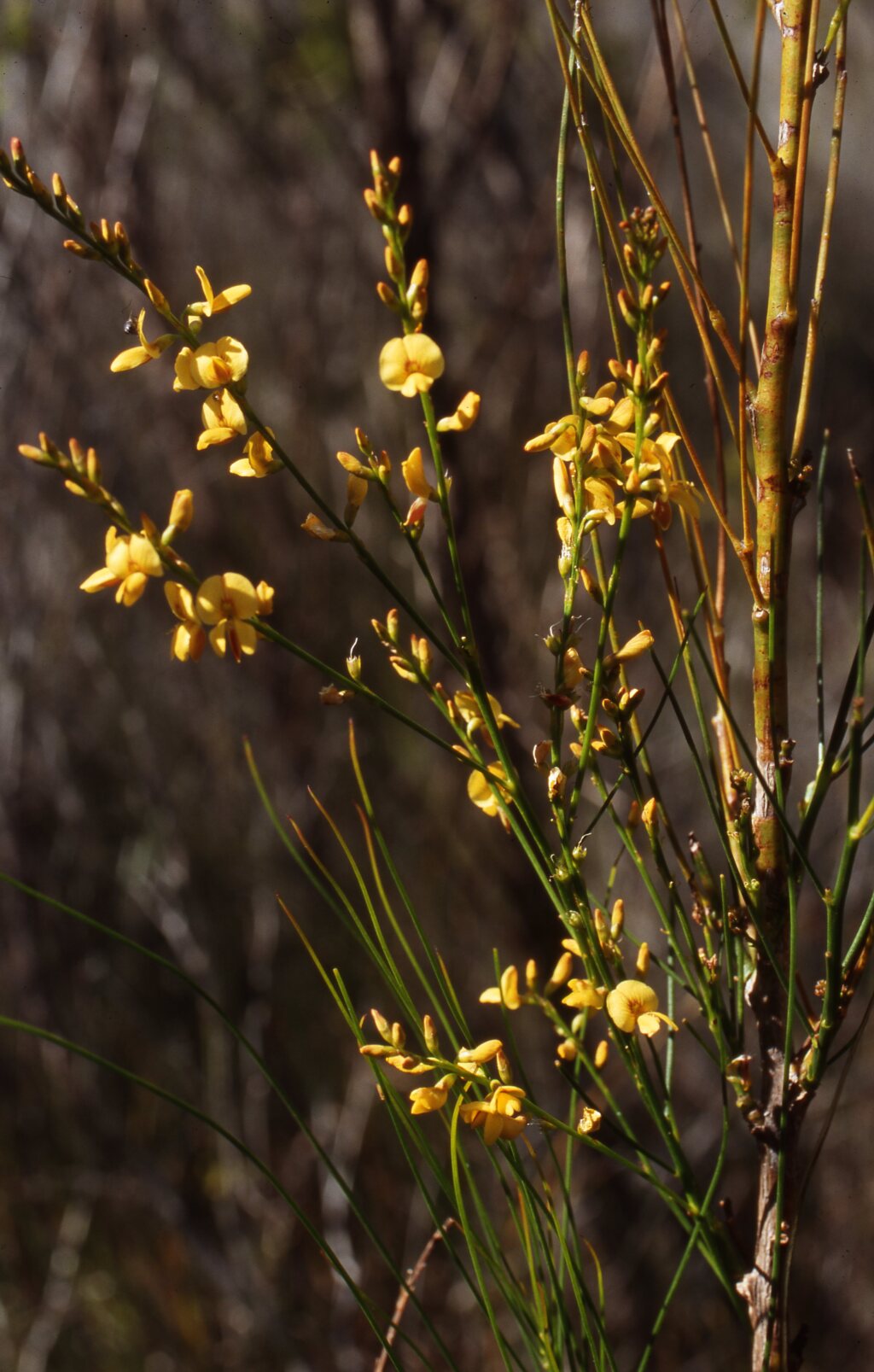 VicFlora: Viminaria juncea