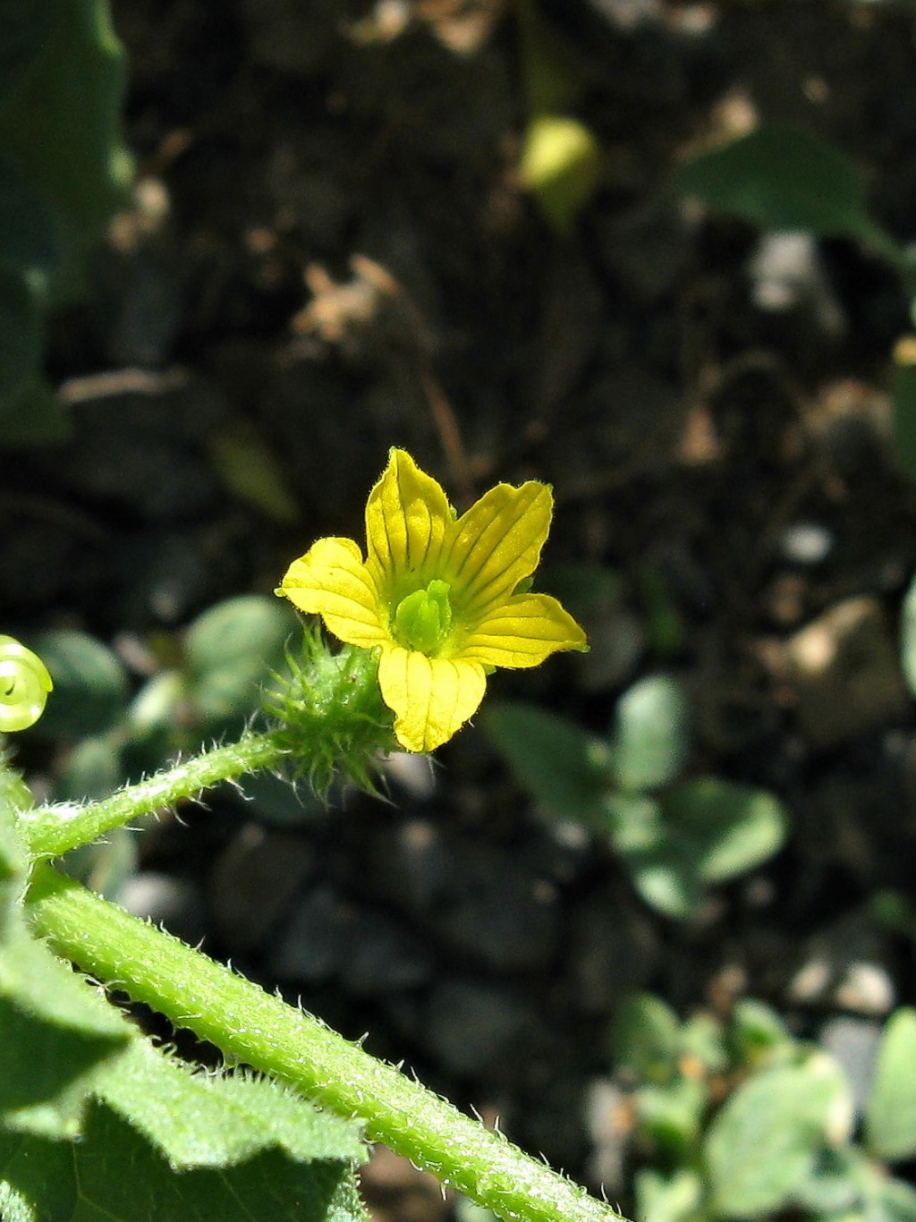 VicFlora: Cucumis myriocarpus