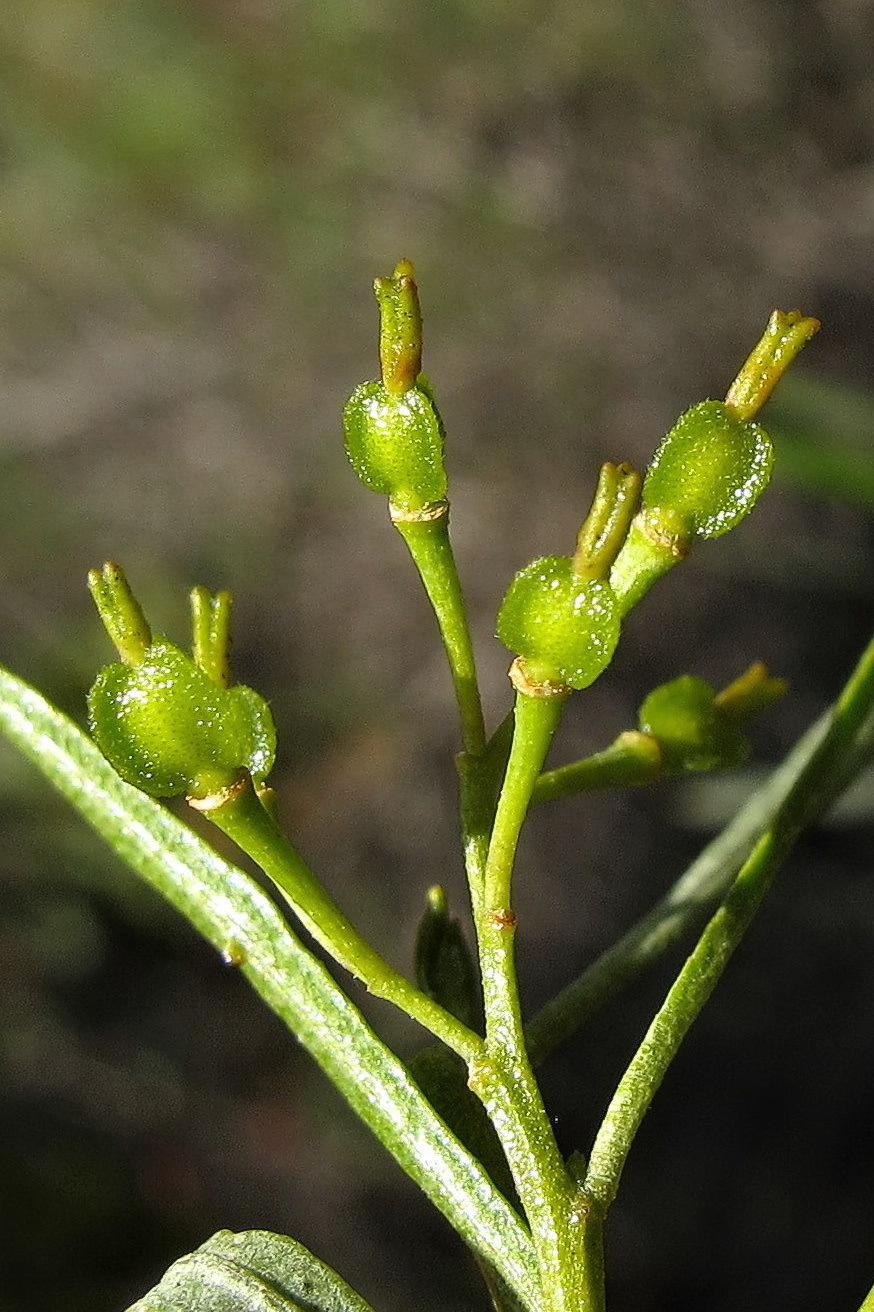 VicFlora: Dodonaea viscosa