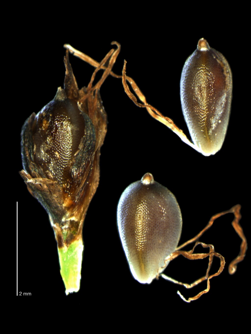 VicFlora: Gahnia radula