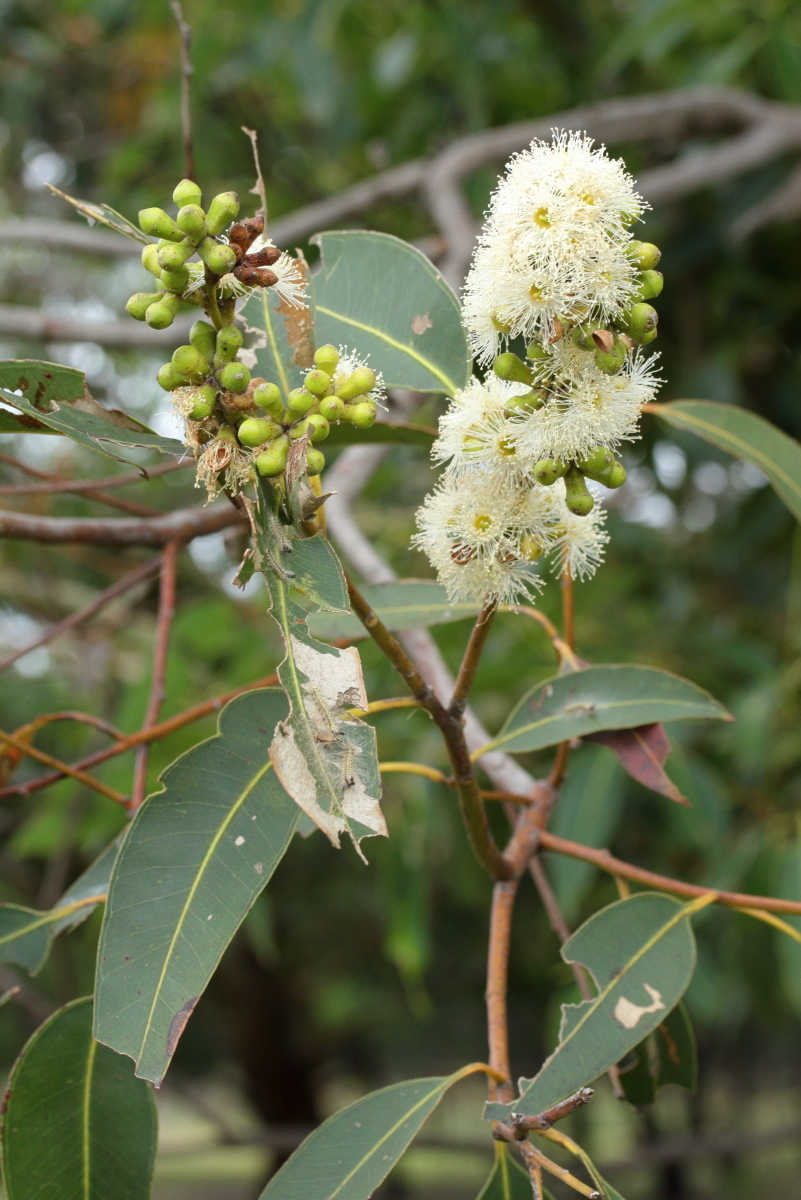 VicFlora: Eucalyptus botryoides