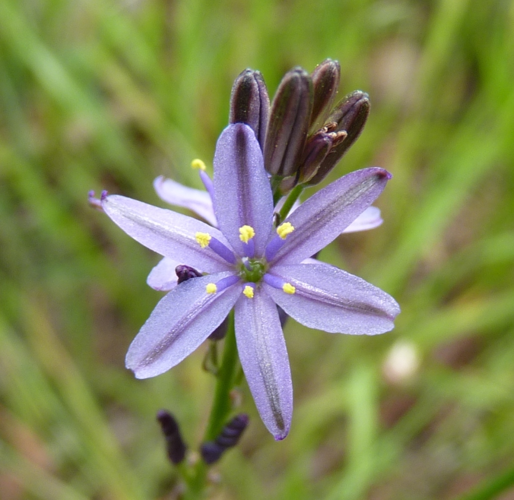 VicFlora: Caesia calliantha