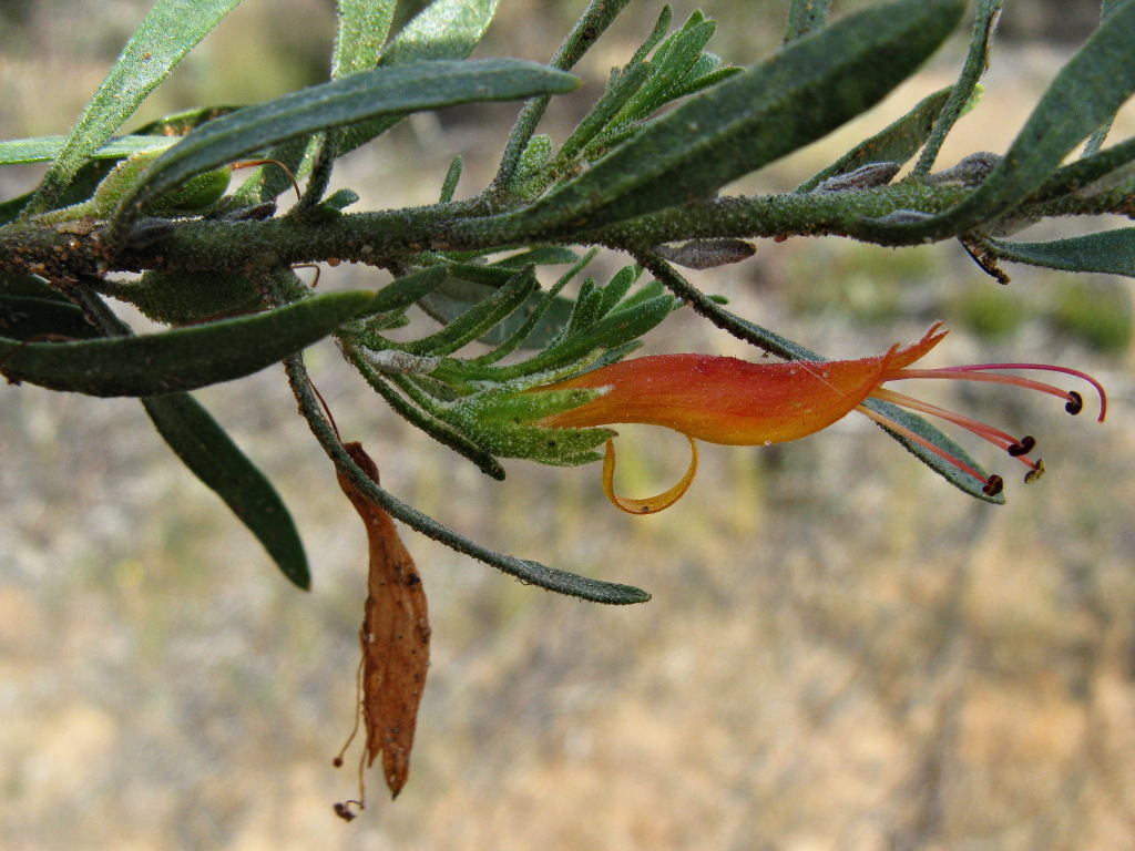 VicFlora: Eremophila glabra