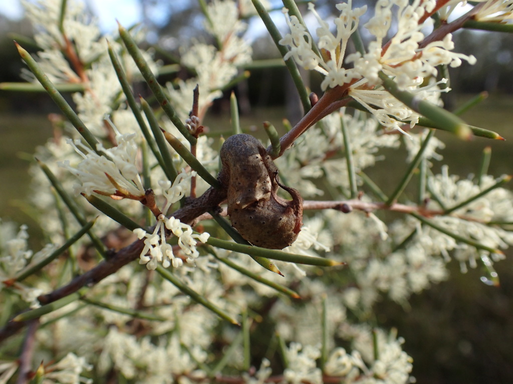 VicFlora: Hakea rugosa