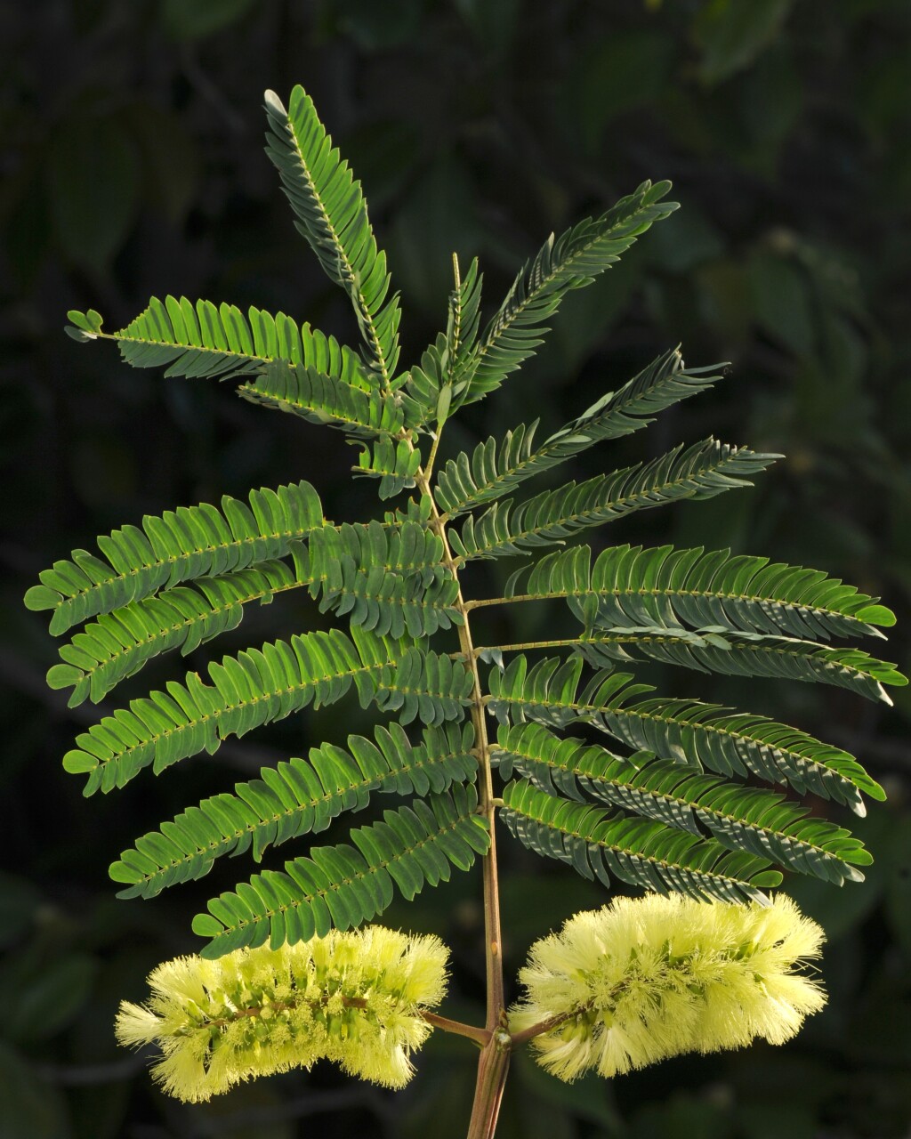 VicFlora: Paraserianthes lophantha