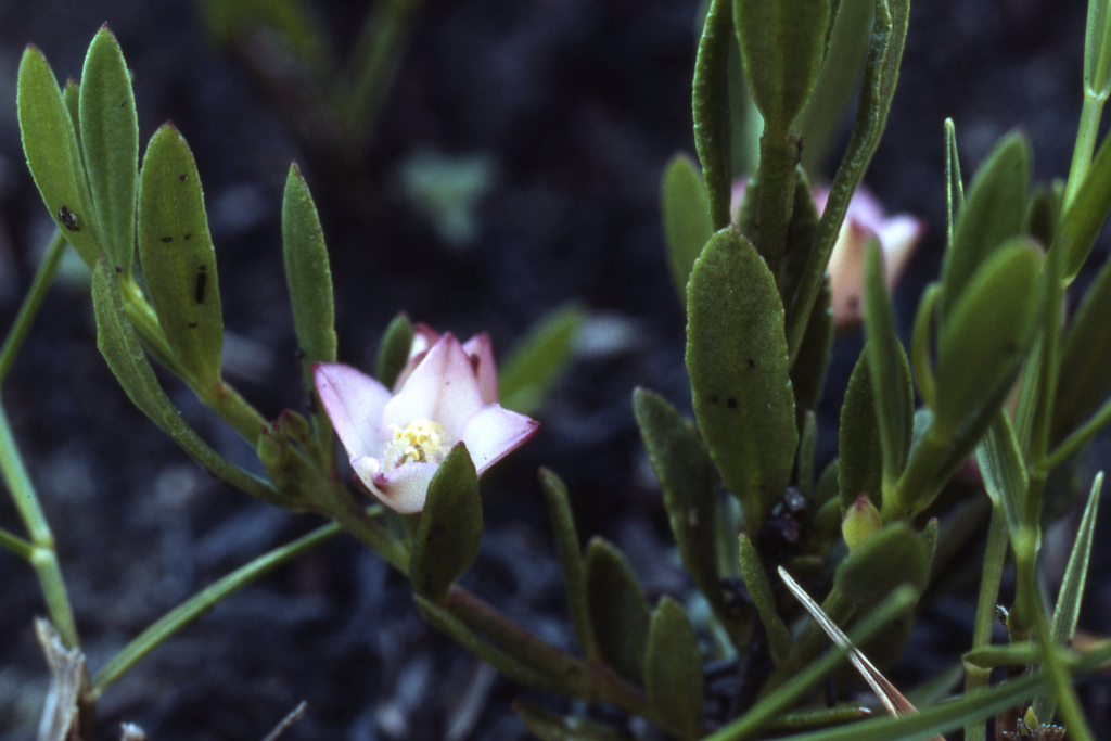 VicFlora: Cyanothamnus polygalifolius