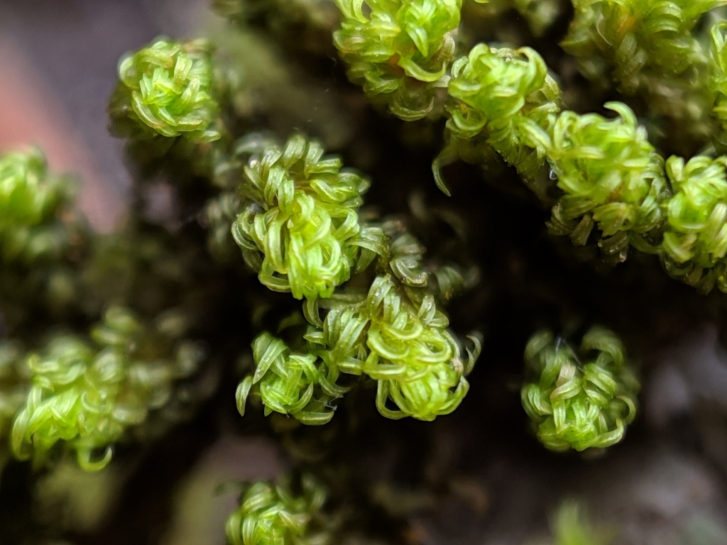 VicFlora: Macromitrium microstomum