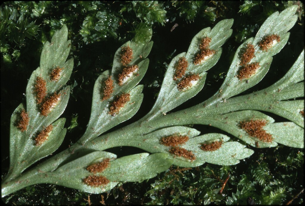 VicFlora: Asplenium gracillimum