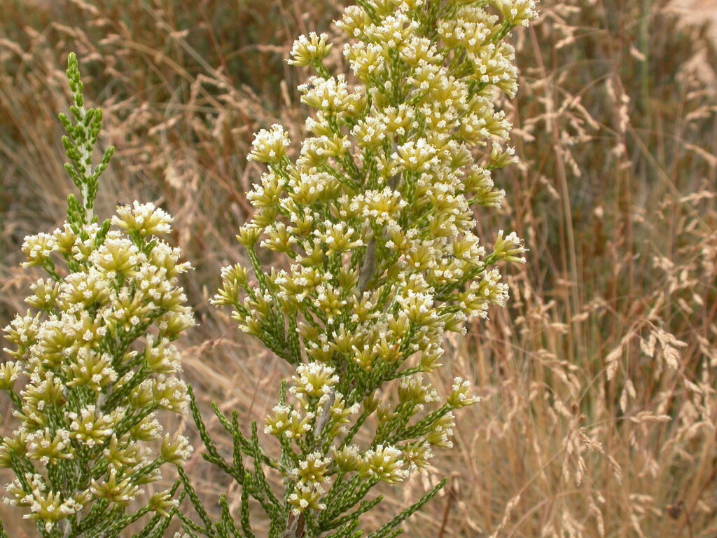 VicFlora: Ozothamnus cupressoides