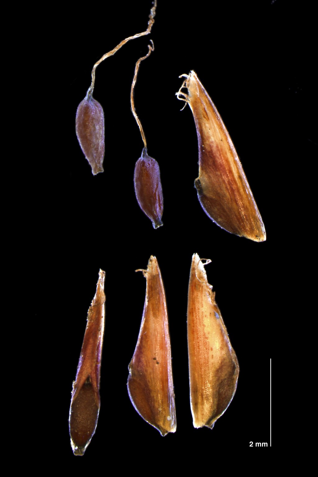 VicFlora: Cyperus congestus