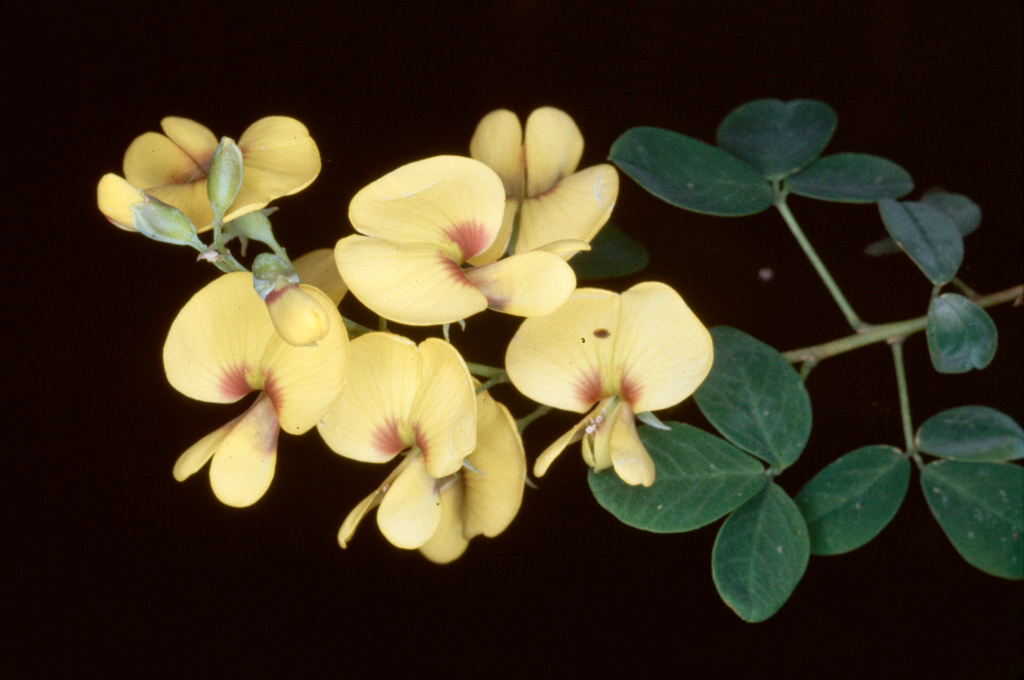 VicFlora: Goodia lotifolia