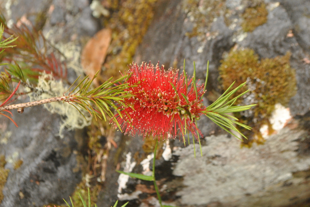 VicFlora: Callistemon subulatus