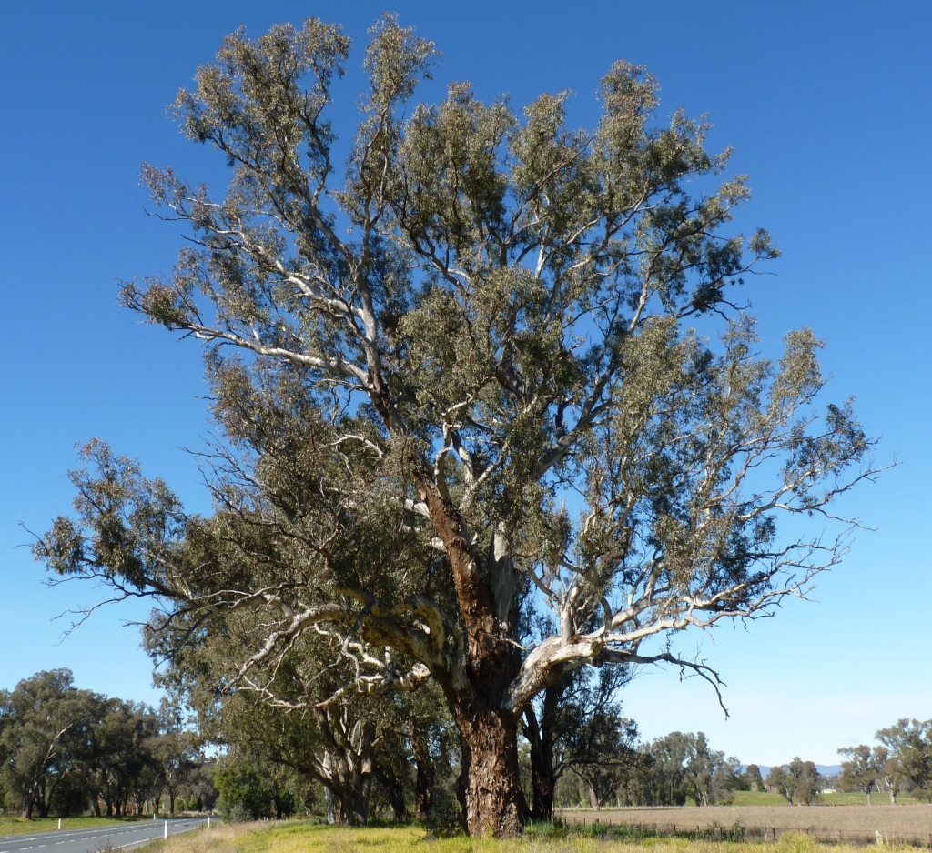VicFlora: Eucalyptus melliodora