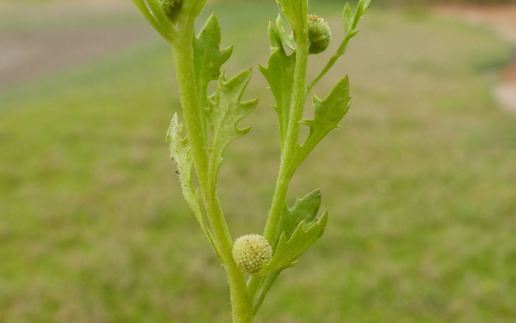 VicFlora: Centipeda cunninghamii