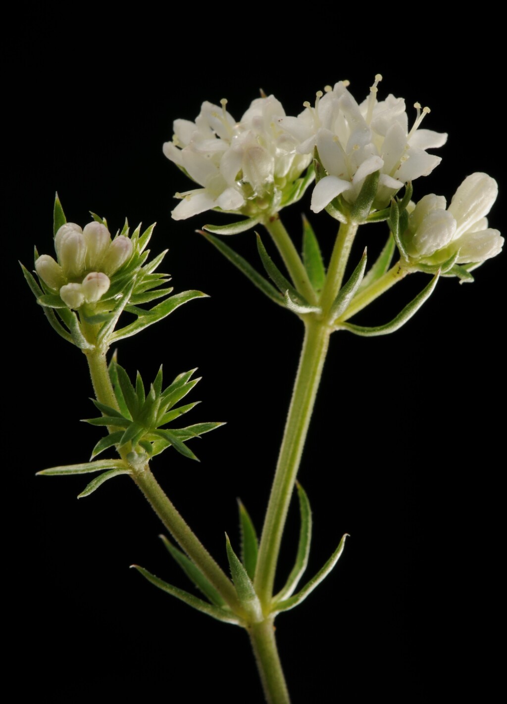 VicFlora: Asperula scoparia subsp. scoparia