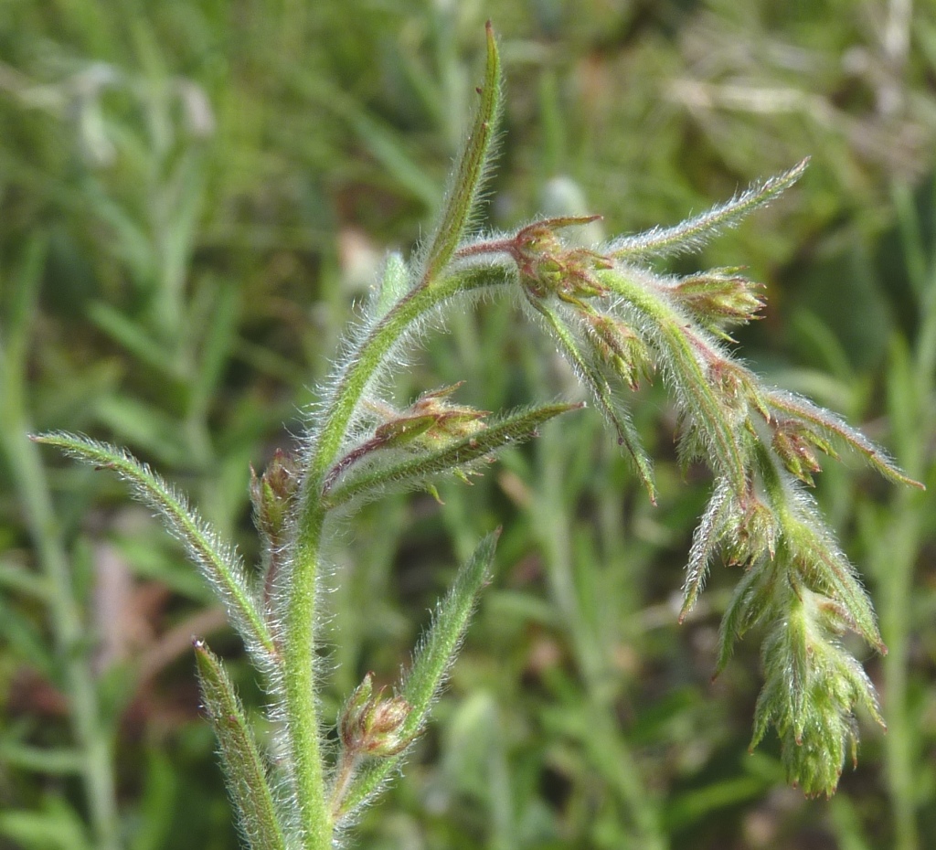 VicFlora: Gonocarpus elatus