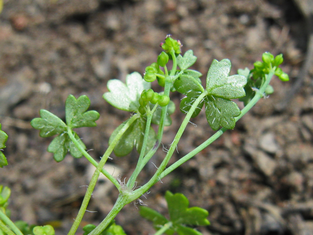 VicFlora: Hydrocotyle foveolata