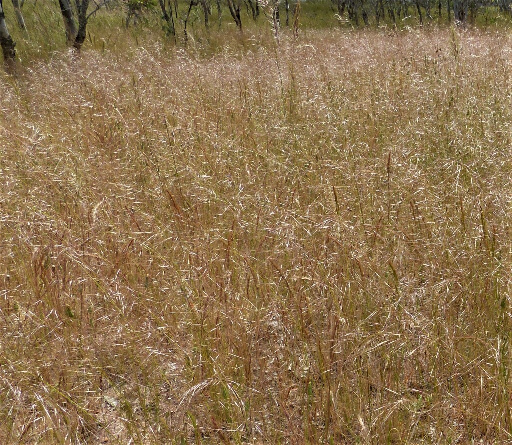 VicFlora: Austrostipa scabra subsp. falcata