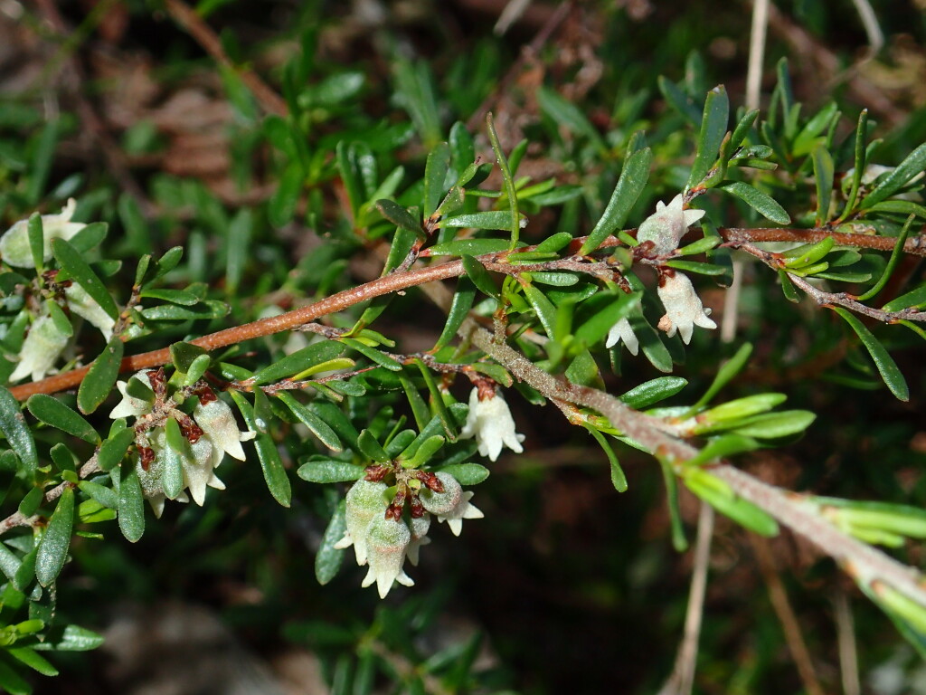 VicFlora: Cryptandra amara