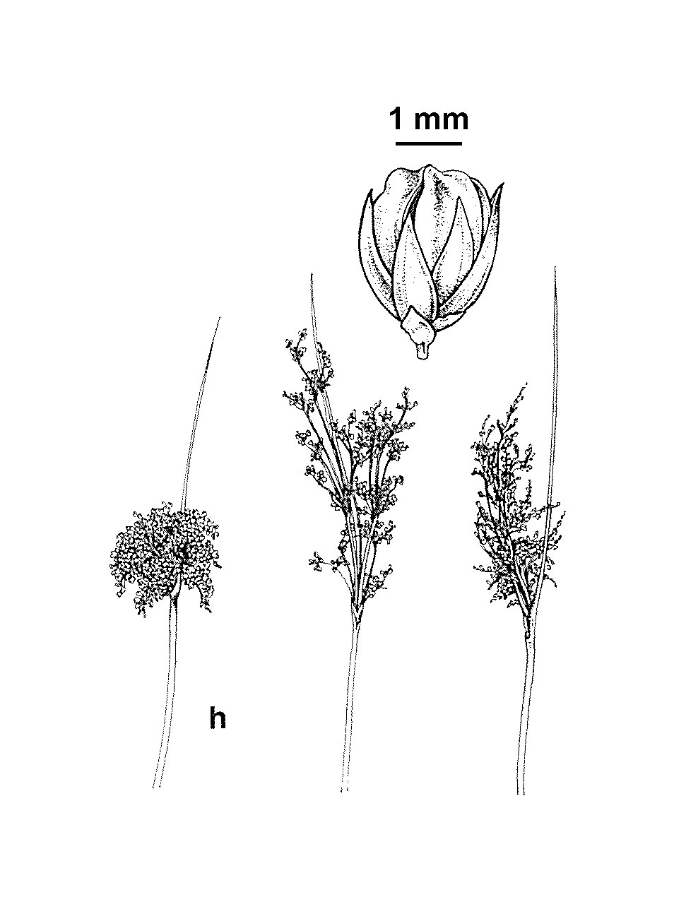 VicFlora: Juncus continuus