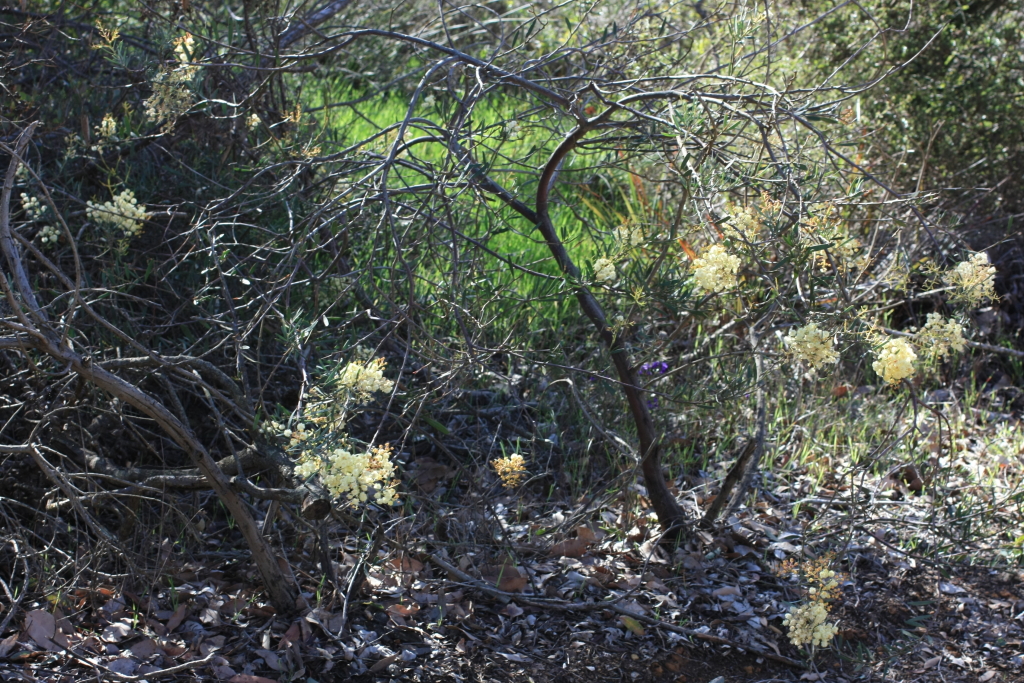 VicFlora: Acacia rostellifera