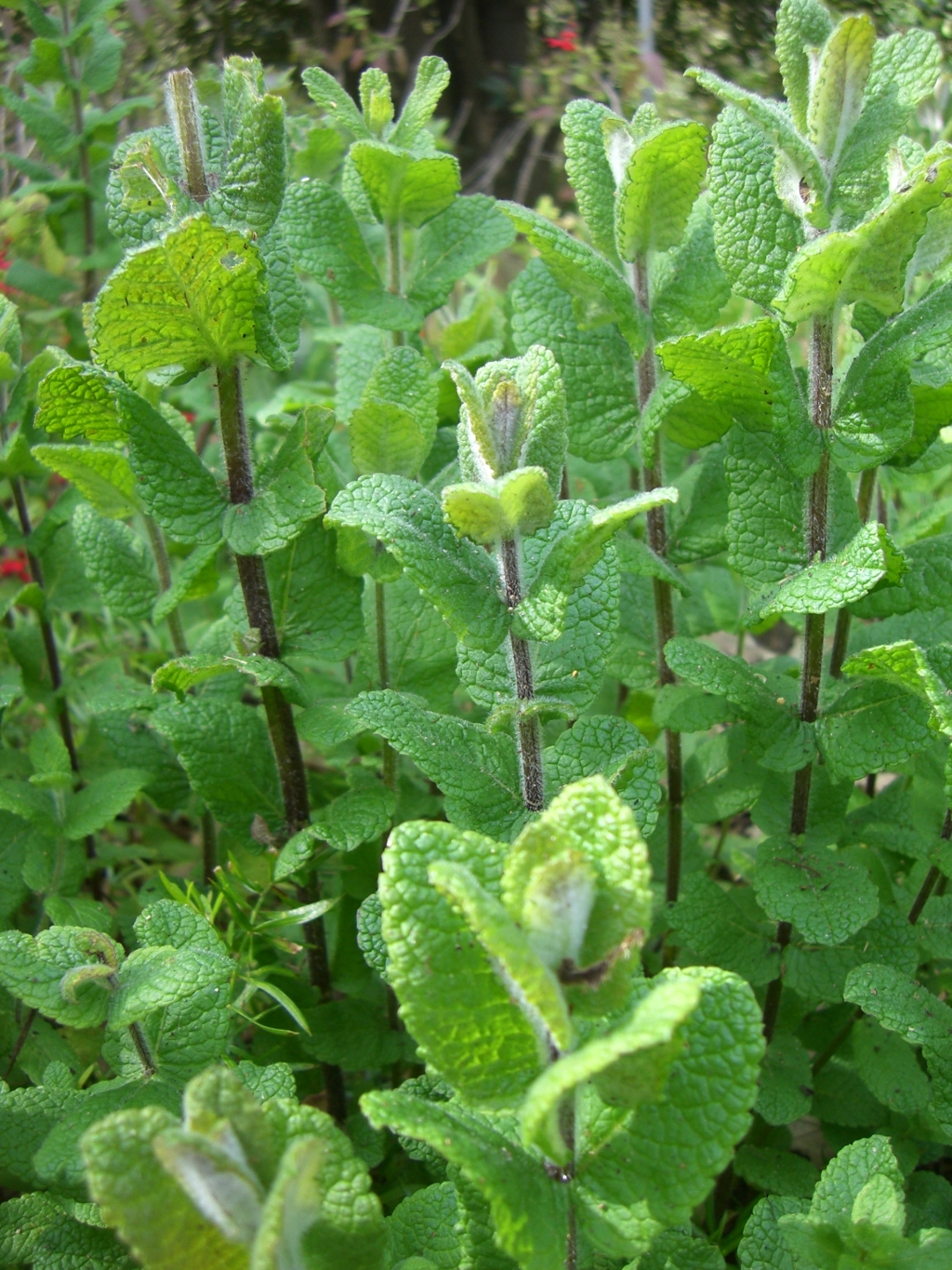 VicFlora: Mentha ×rotundifolia