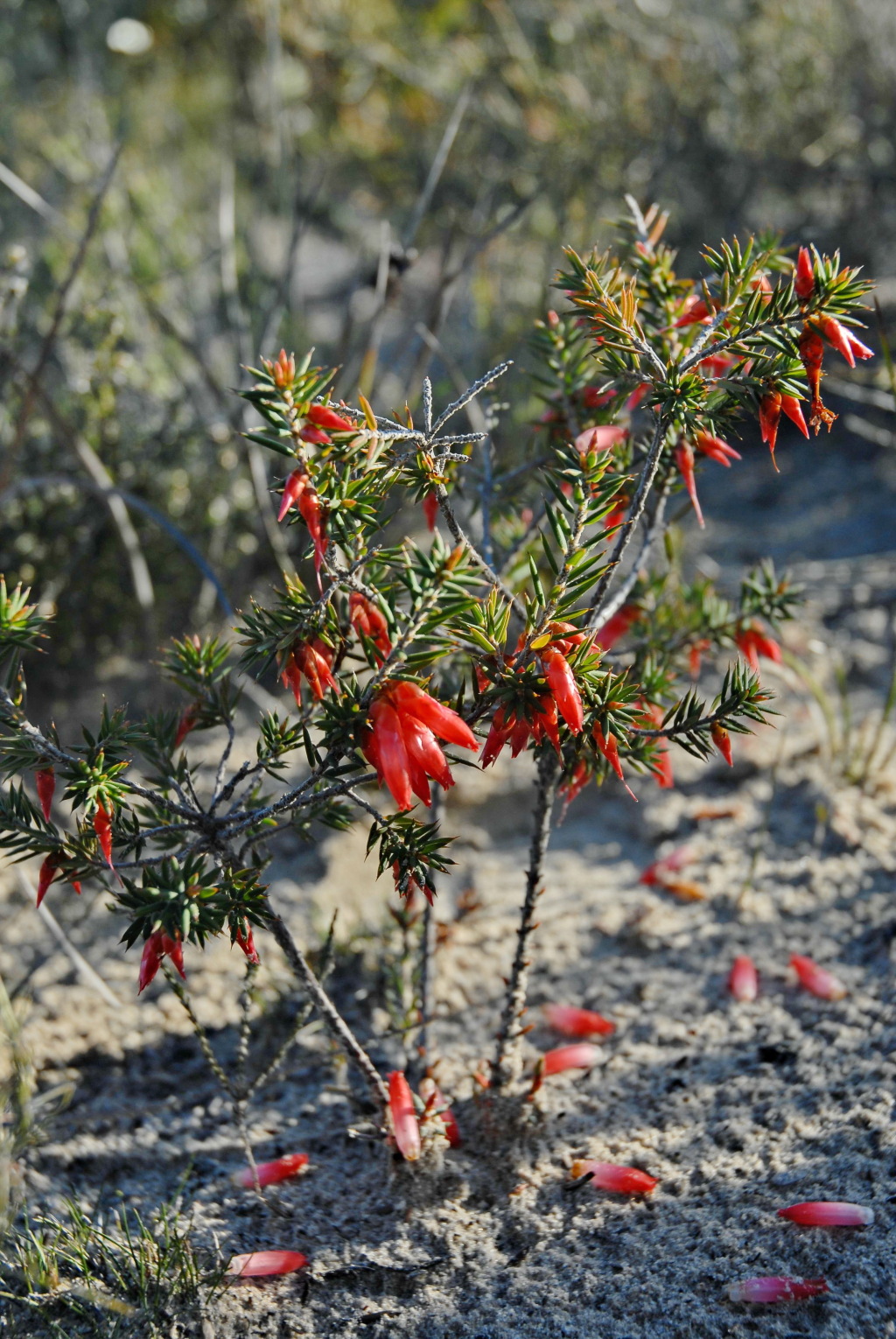VicFlora: Stenanthera conostephioides