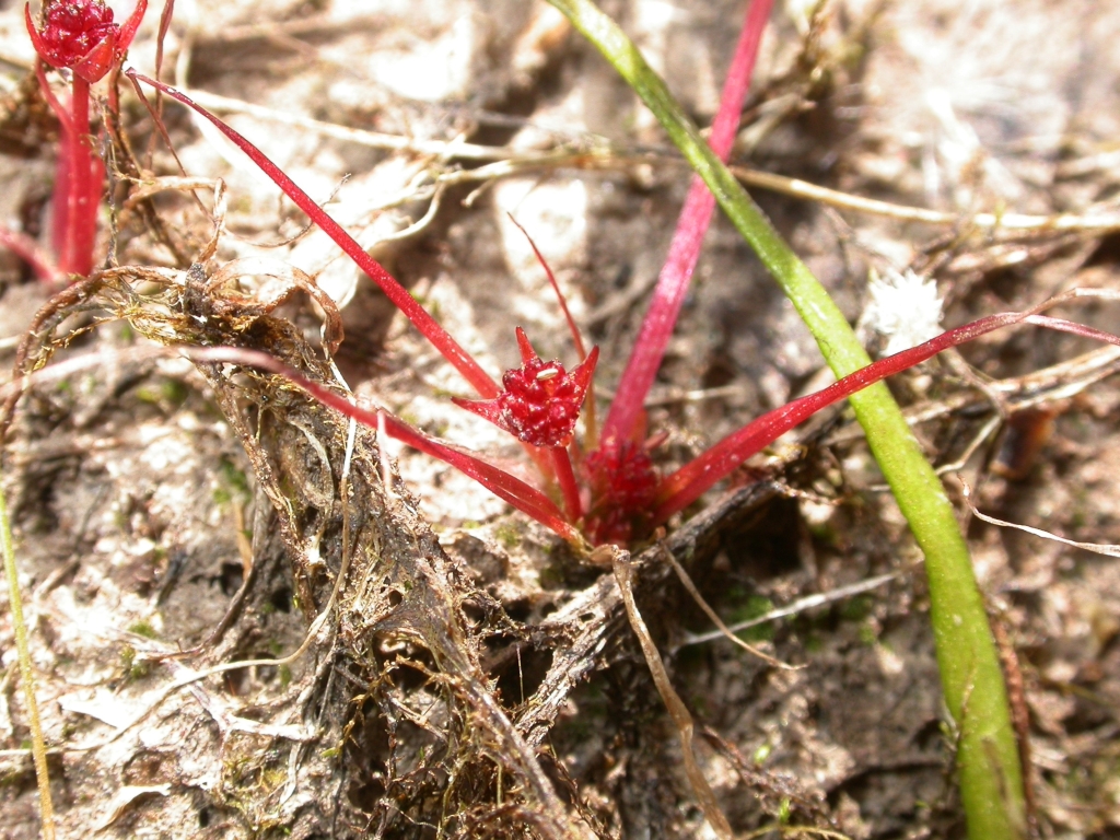 VicFlora: Trithuria submersa